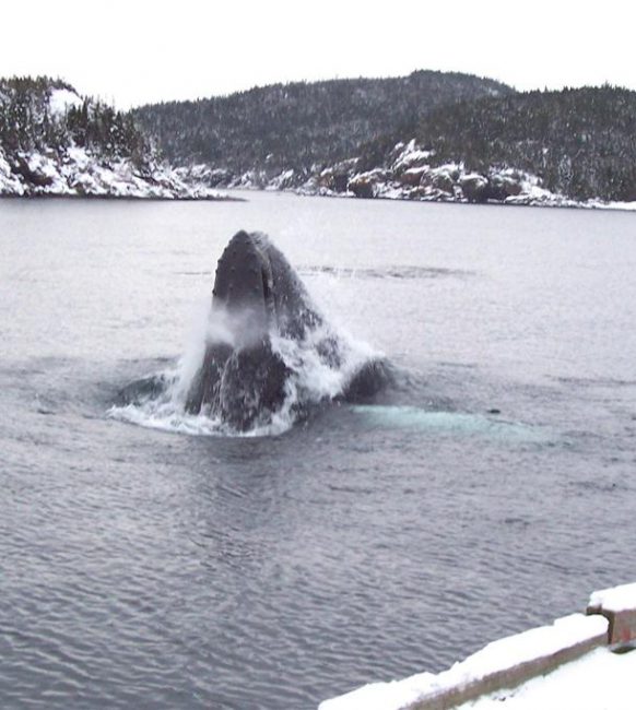 Town of Triton | Newfoundland and Labrador, Canada – Town of Triton ...